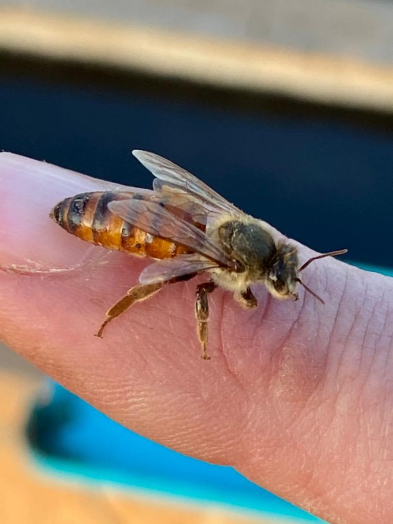 GALLERY – Namibian Beekeeping Association